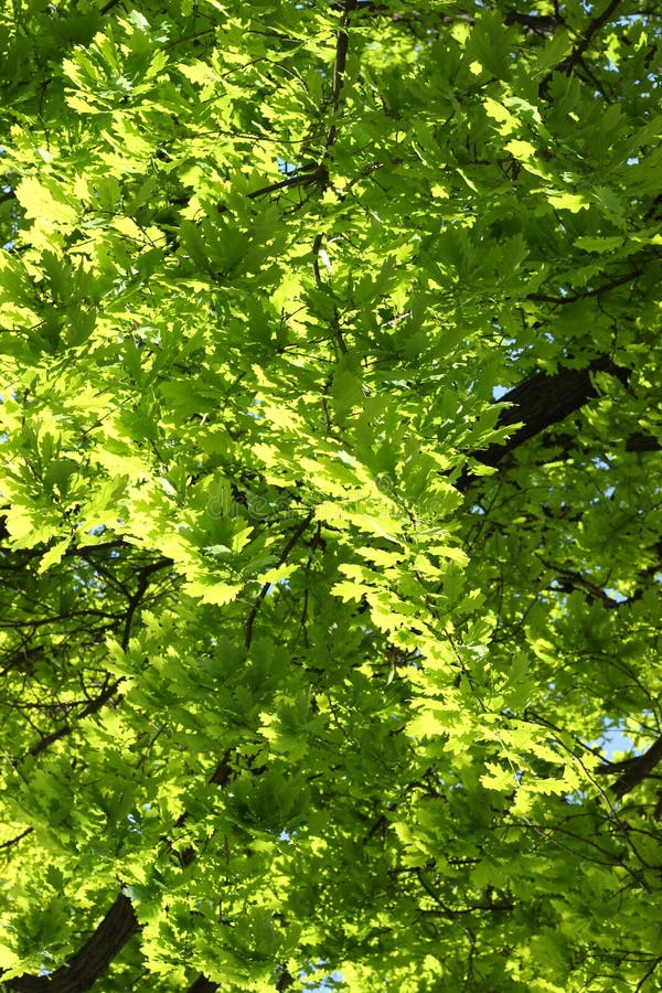 Spring Background with Oak Leaves. Stock Image - Image of view, warm ...