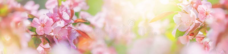 Spring Background, Panorama - Pink Flowers of Apple Tree on the ...