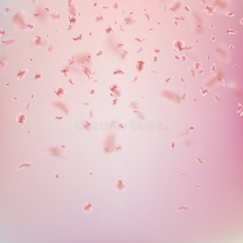 Fly Pink Sakura Petals Effect on Transparent Background. EPS 10 Vector ...
