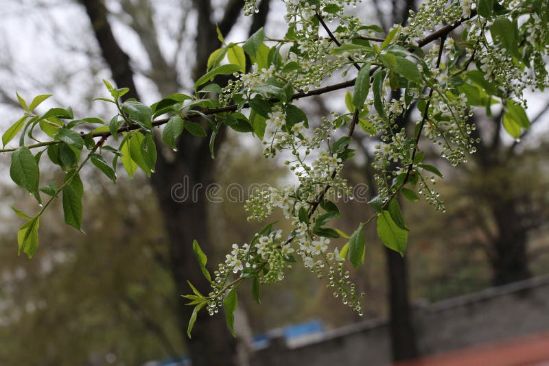 Spring Background with Raindrops. Stock Photo - Image of rain, white ...