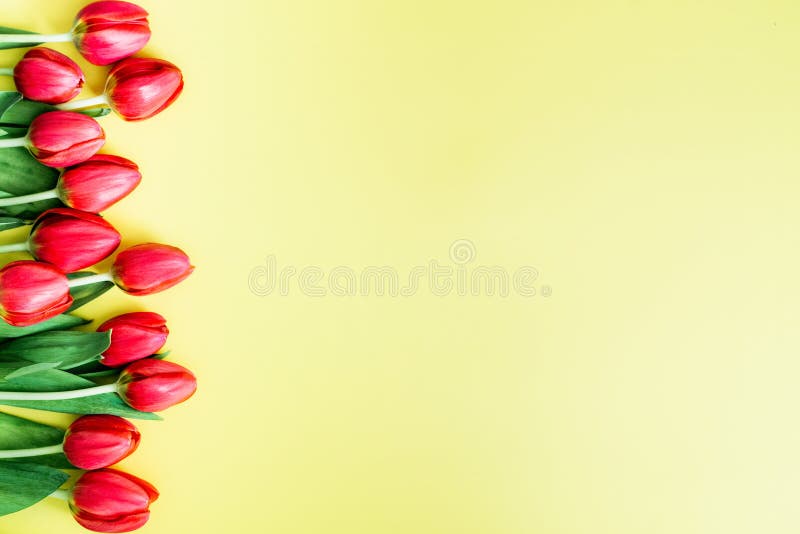 Spring Background with Red Flowers. Tulips on Light Yellow Background ...