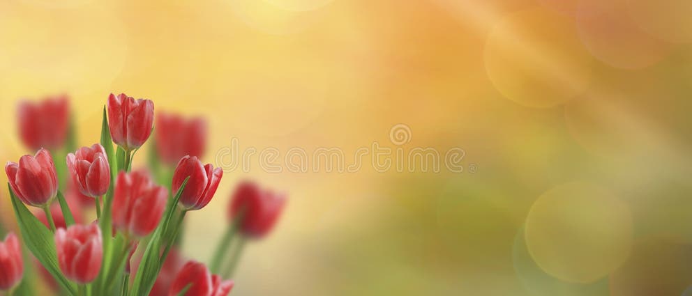 Spring Background with Tulips Stock Photo - Image of decoration, gift ...