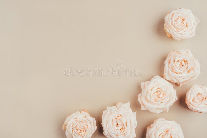 Spring Background. Rose Flowers on a Beige Background Stock Image ...