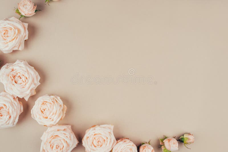 Spring Background. Rose Flowers on a Beige Background Stock Image ...