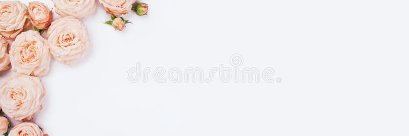 Spring Background. Rose Flowers on a White Background Stock Photo ...