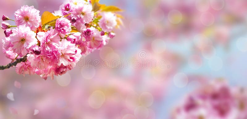 303 Spring Nature Blossom Web Banner Header Stock Photos - Free ...