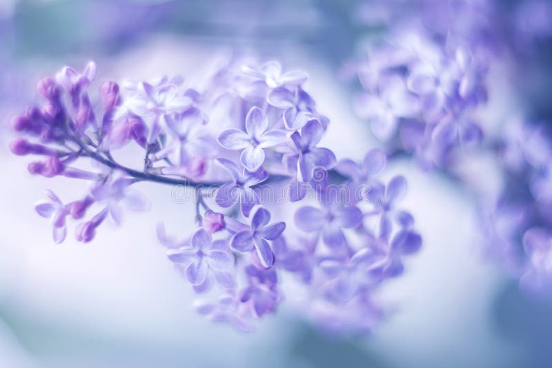 Spring Background of Spring Lilac Flowers Stock Photo - Image of ...