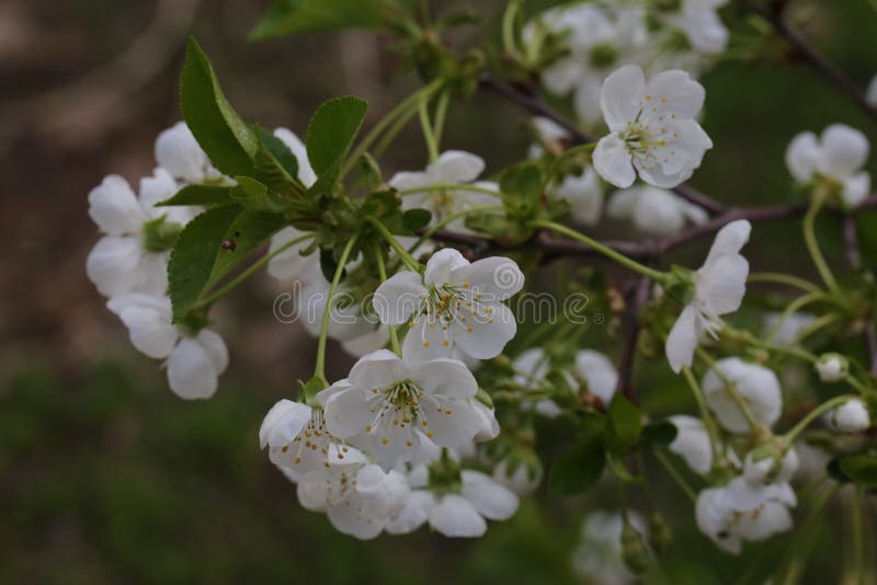 Spring background. stock photo. Image of spring, season - 178313446