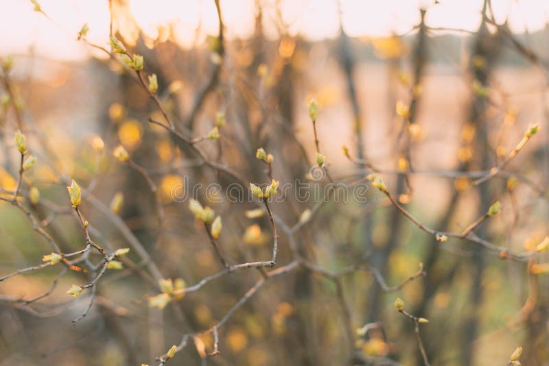 Spring Background Thin Spring Twigs with Young Fresh Tree Buds at ...