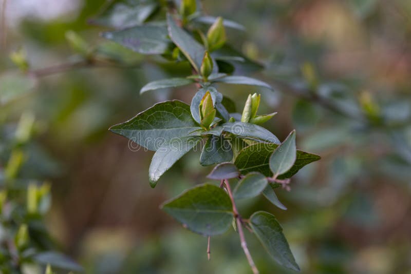 Prspring Background Thin Spring Twigs with Young Fresh Tree Buds Stock ...