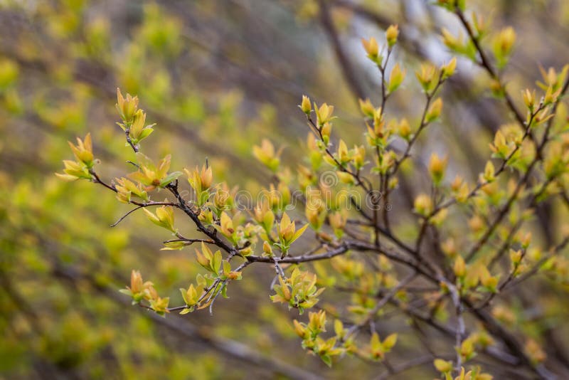 Pring Background Thin Spring Twigs with Young Fresh Tree Buds Stock ...