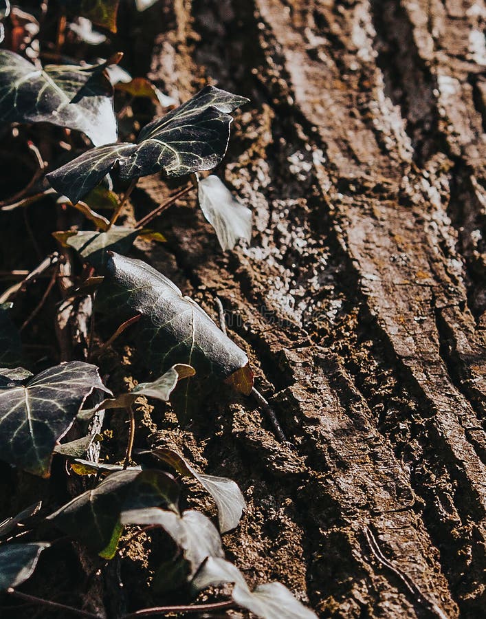 Spring Background with Tree Bark and Ivy.Beautiful, Green Wild Ivy on ...