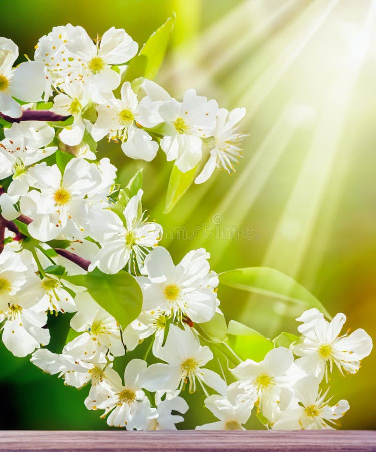 Spring Background with White Blossoms and Sunbeams in Front of a Wooden ...