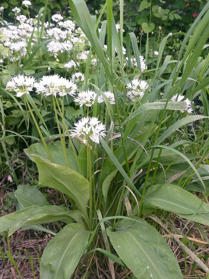 Spring Background: White Flowers among Leaves Stock Image - Image of ...