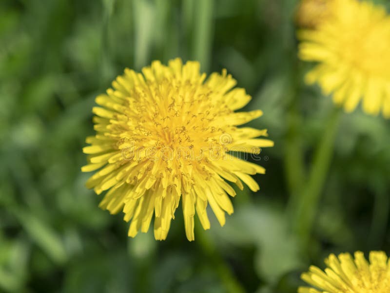 Spring Background of Yellow Dandelion Meadow Stock Image - Image of ...