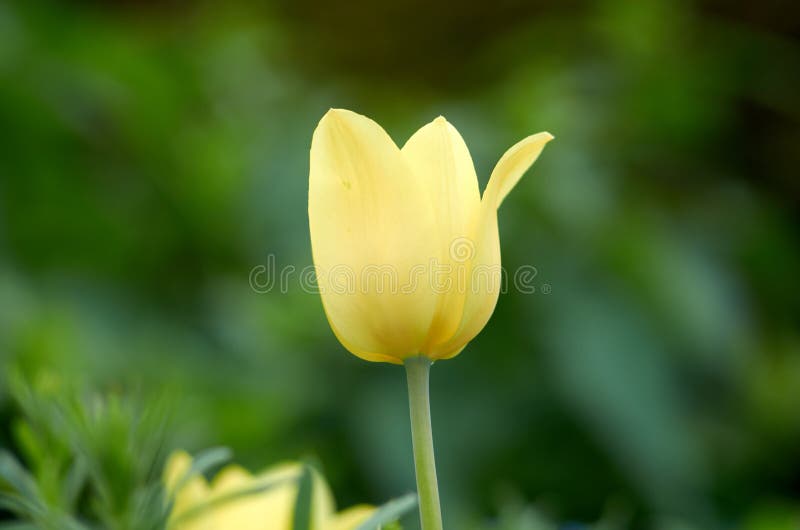 Spring Background with Yellow Tulip Stock Image - Image of bloom ...