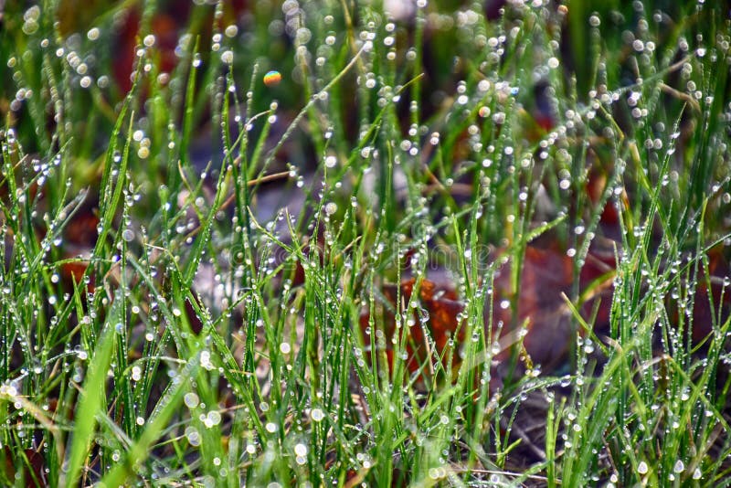 Spring Background with Young Grass Blades in Drops of Morning Dew in ...