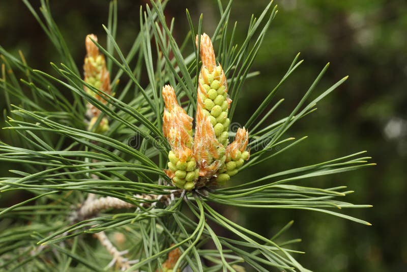 Spring Background with Young Green Needles. Stock Photo - Image of ...