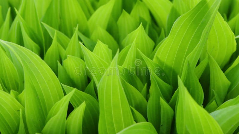 Spring Background, Young Hosta Leaves in Spring. Natural Background ...