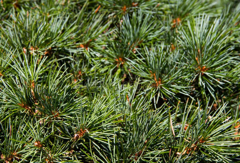 Needle tree stock photo. Image of conservation, pine, close - 7442384
