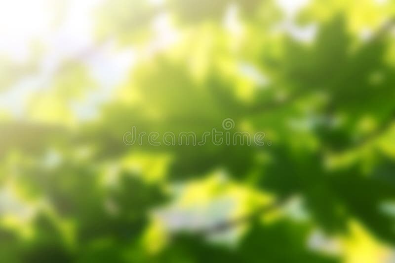 Spring Backgrounds with Sunshine Stock Image - Image of nature, cenery ...