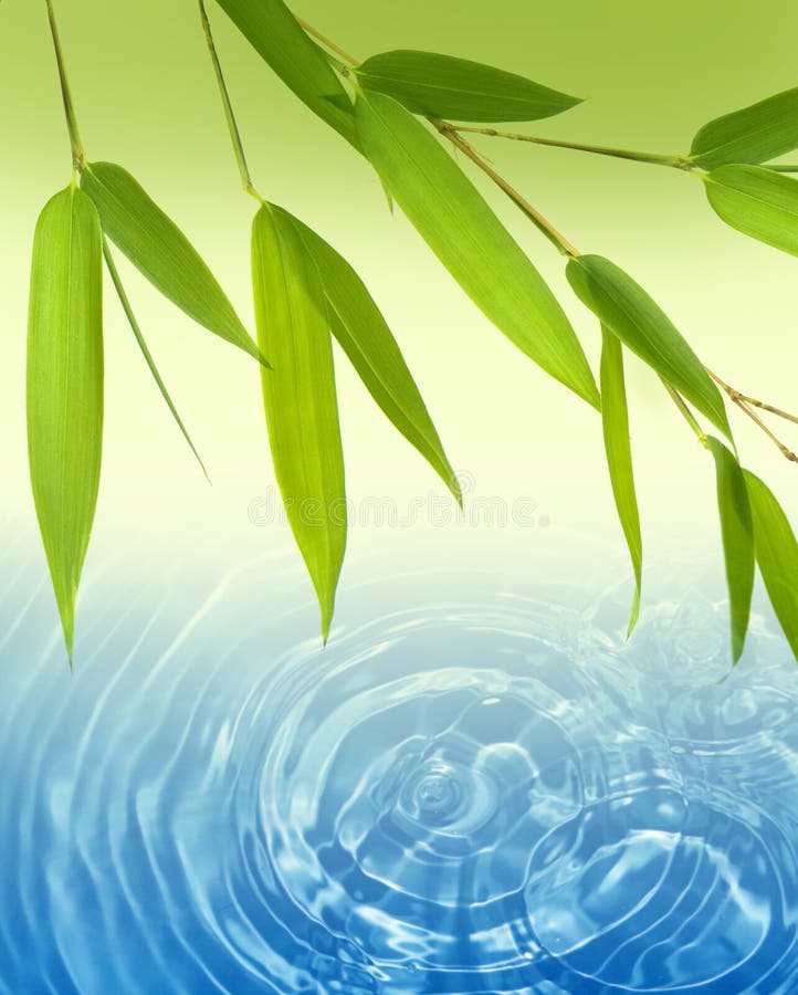 Leaves water stock photo. Image of environment, spring - 18792018