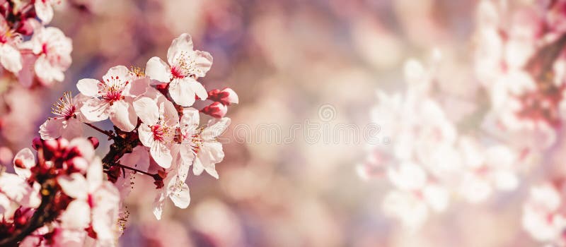 Spring Banner with Blooming Tree, Pink Blossom Stock Photo - Image of ...