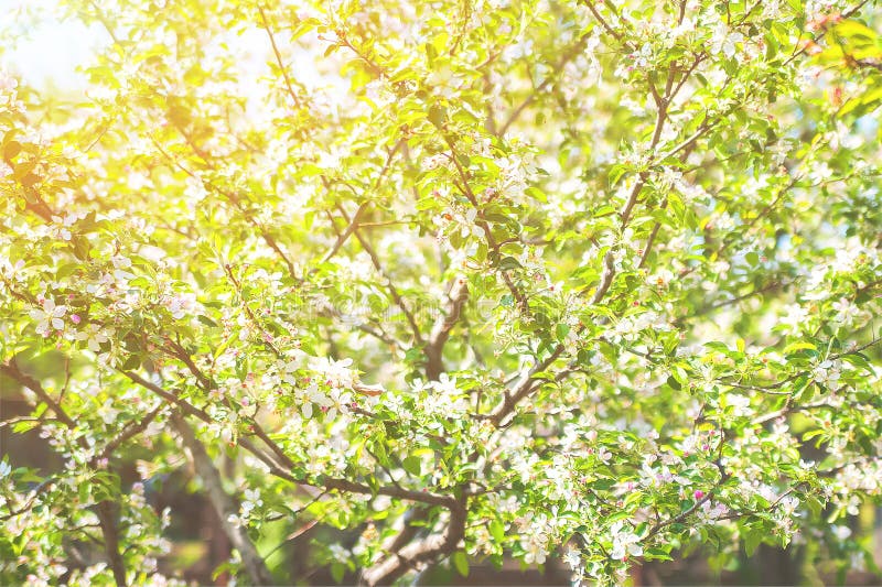 Spring Banner of Blooming Trees. Natural Background of Spring Flowering ...