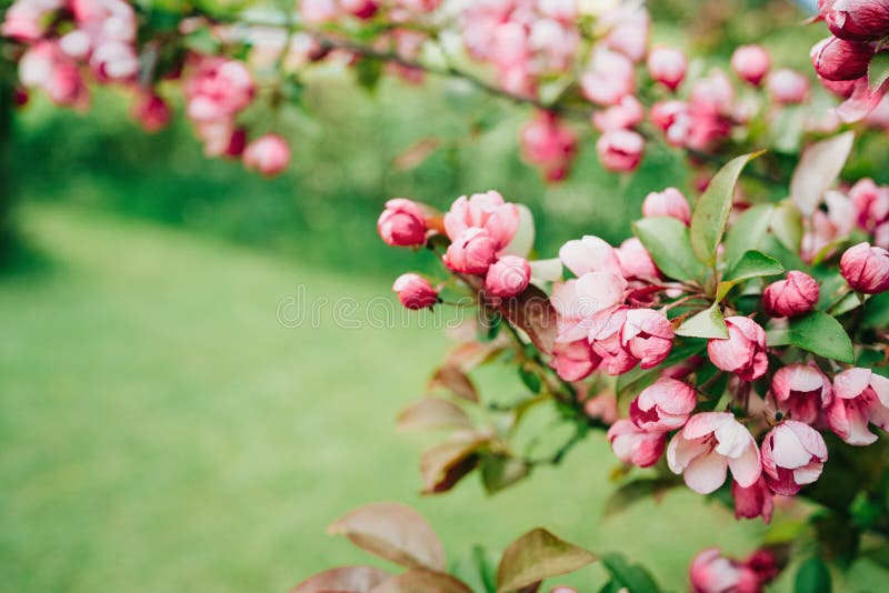 Spring Banner, Branches of Blossoming Cherry or Apple Stock Image - Image of cherry, summer ...