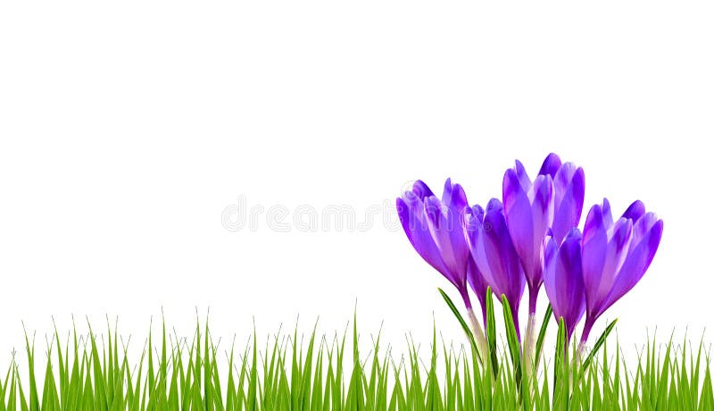 Spring Banner with Crocus Flowers Stock Photo - Image of green, blossom ...