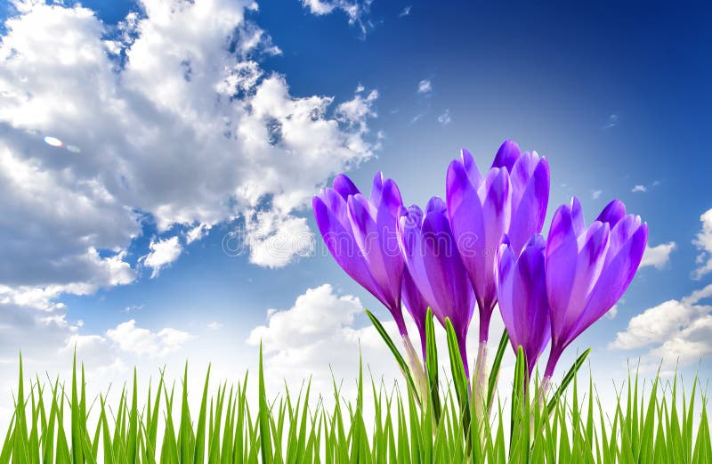 Spring Banner with Crocus Flowers Stock Photo - Image of closeup ...