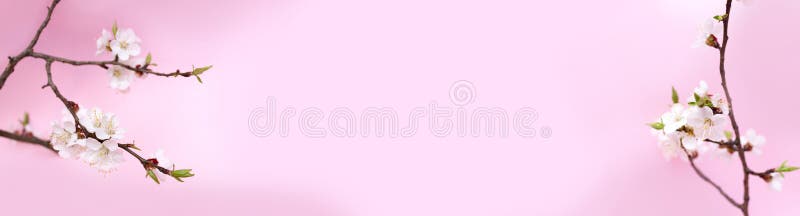Spring Banner for Web. Branch with White Flowers on a Pink Background ...