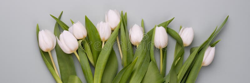 Spring Banner with White Tulips. Stock Photo - Image of green, postcard ...