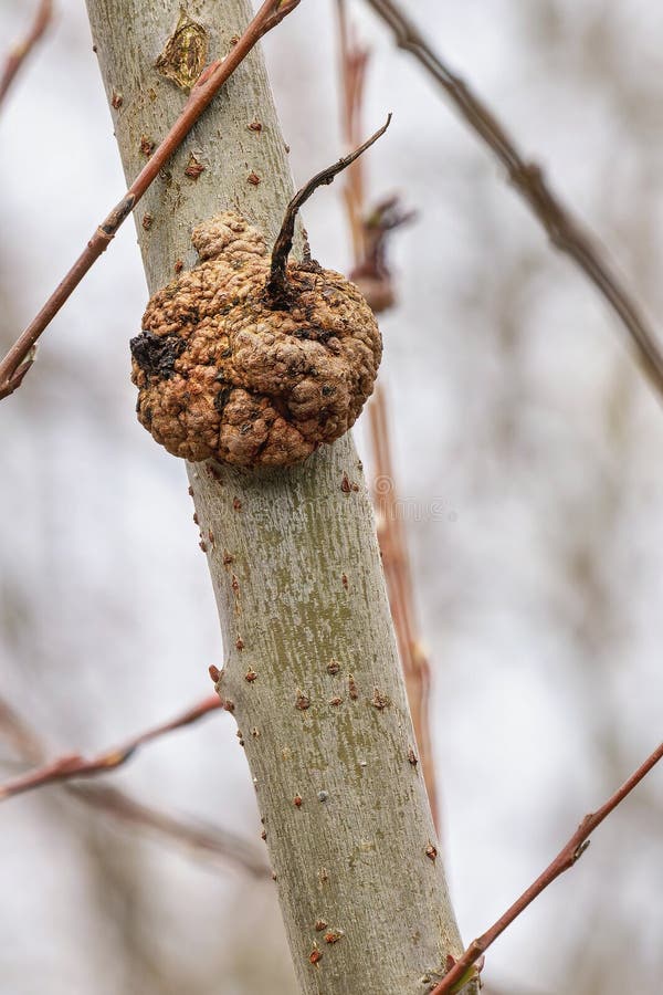 Tree Bark Cancer Nodules Growing on a Limb in Spring in a Wooded Area ...