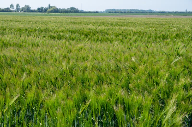 Spring Barley Green Field stock photo. Image of flora - 29180428