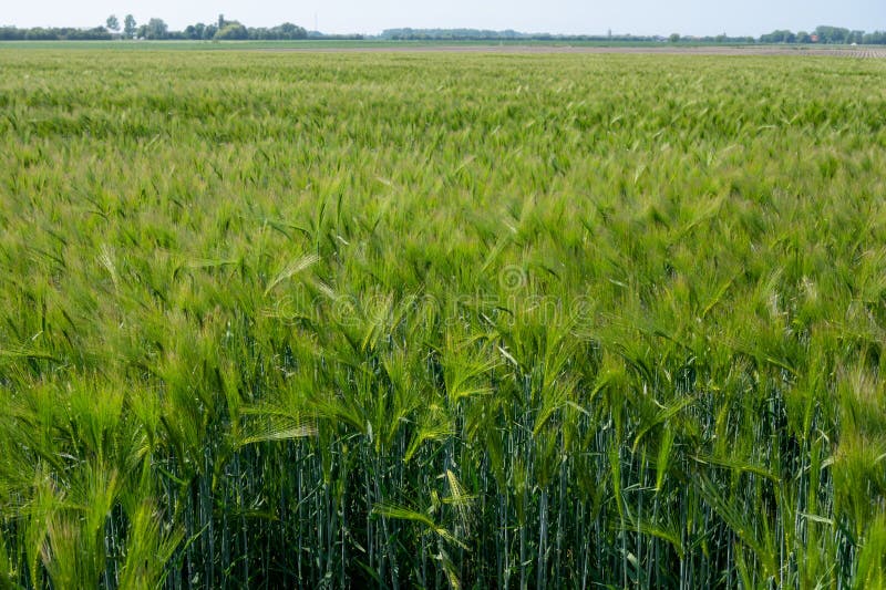 Spring Barley Grain Fields with Unripe Green Crops Stock Image - Image ...