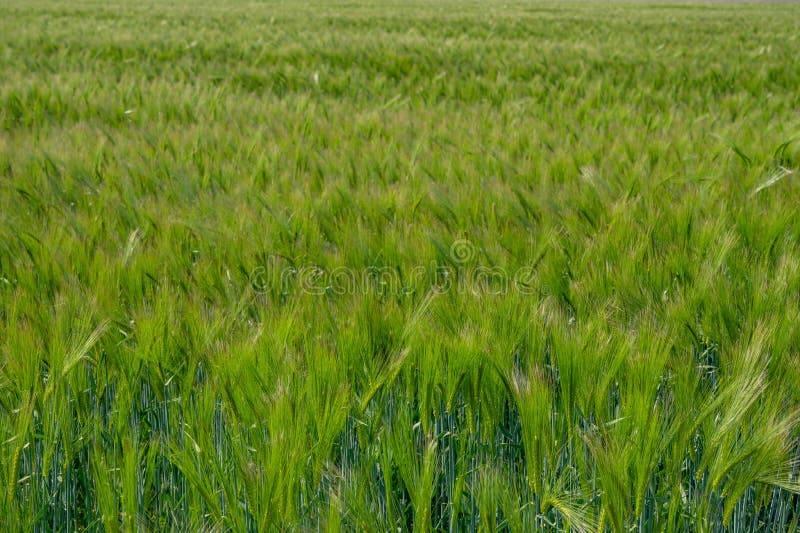 Spring Barley Grain Fields with Unripe Green Crops Stock Image - Image ...