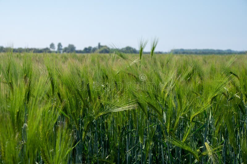 Spring Barley Grain Fields with Unripe Green Crops Stock Photo - Image ...
