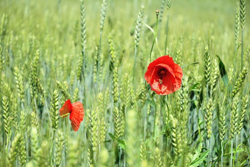 Spring Barley Green Field stock photo. Image of flora - 29180428