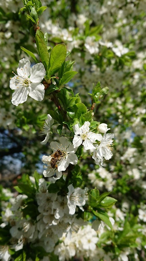Spring stock image. Image of flower, spring, cherry - 129612937