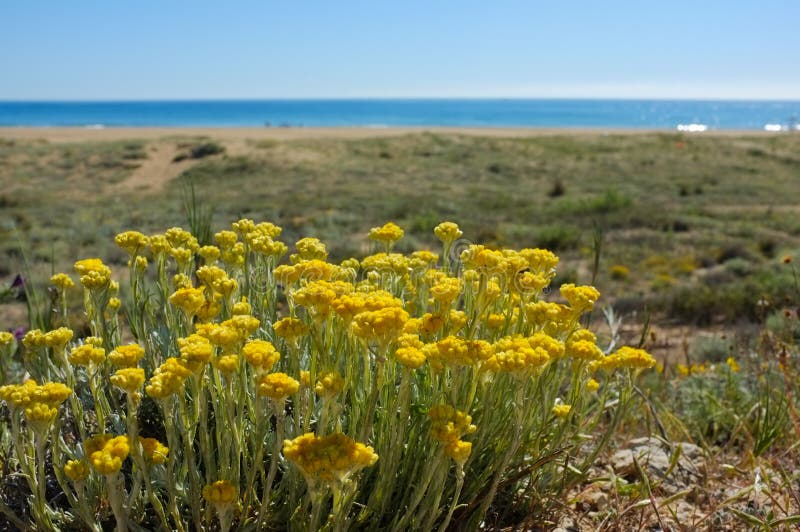 Spring beach stock photo. Image of flora, bloom, mediterranean - 24990460