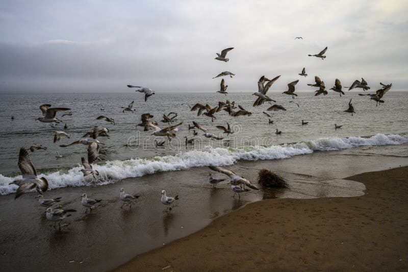 Spring on a Beach stock photo. Image of destinations - 275871320
