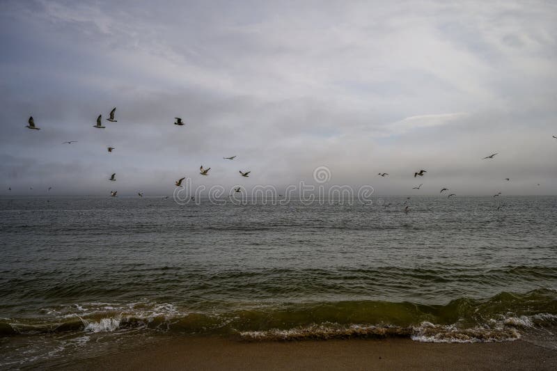 Spring on a Beach stock photo. Image of 2023, birds - 275871332