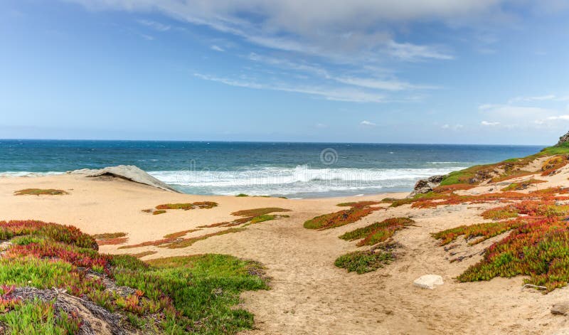 Spring Beach Foliage at Monterey Bay, California Stock Photo - Image of ...