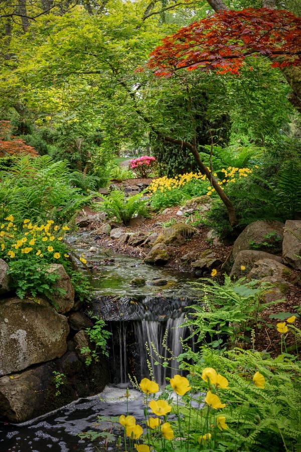 Spring in the Beacon Hill Park Stock Image - Image of tourism, island ...