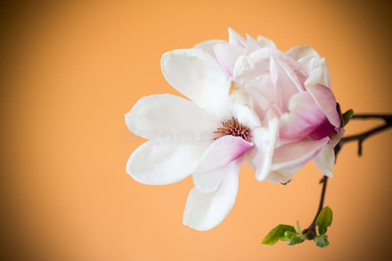 Spring Beautiful Blooming Magnolia on a Orange Stock Image - Image of ...