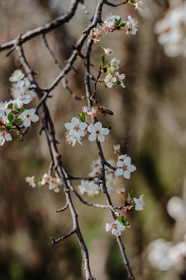 Spring stock photo. Image of springtime, blossom, spring - 178924600
