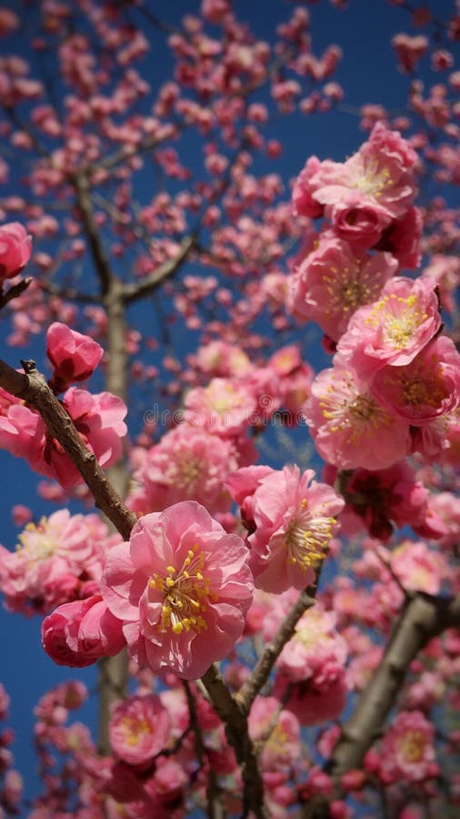 Pink Flowers in Beijing Olympic Park with Trees and Flowers Under Blue ...