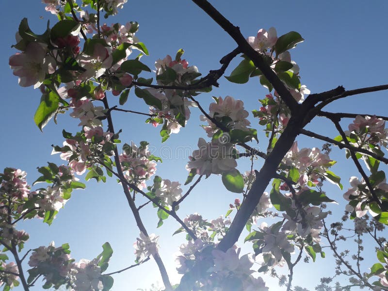 Spring is Beautiful.this is a Time for Creativity and Change ...