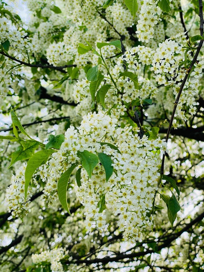 Spring walk and flower stock photo. Image of blue, republic - 179969286